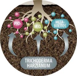 Trichoderma Harzianum: un aliado en la agricultura sostenible | Meristem